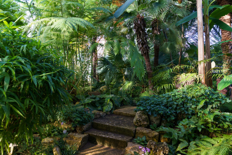 Creating A Tropical Paradise Tips For Landscaping Your Outdoor Garden